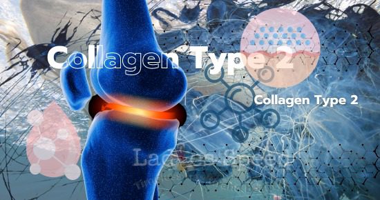 Collagen Type 2 จำเป็นสำหรับสุขภาพกระดูก และข้อ